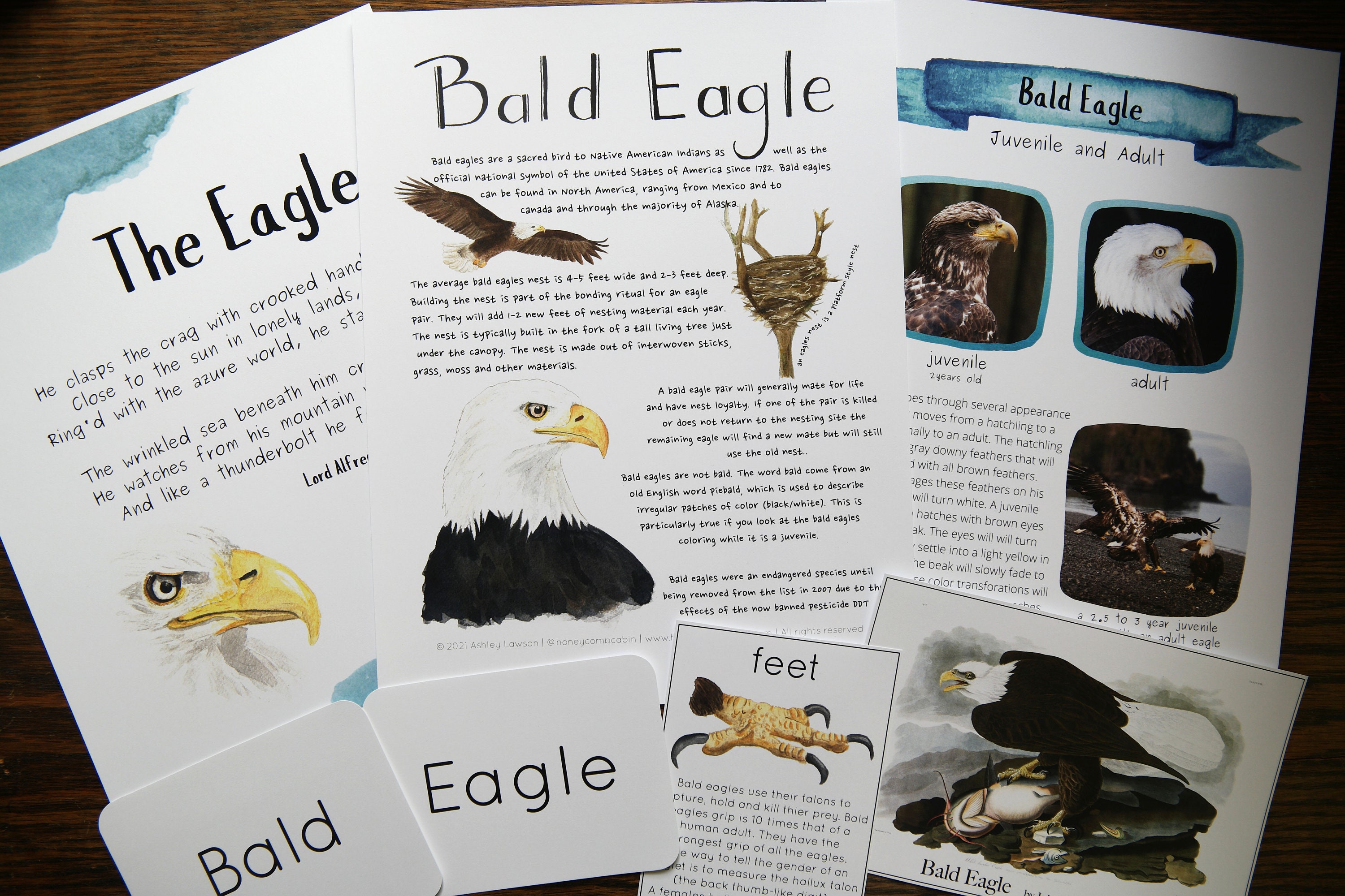 Bald Eagle Educational Mini-unit | Charlotte Mason Bird Nature Study - Etsy
