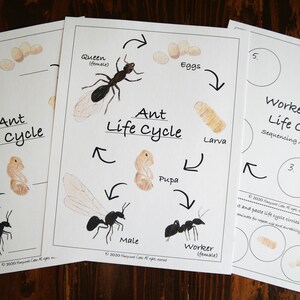 Ant Life Cycle Mini-poster and Sequencing Activity - Etsy