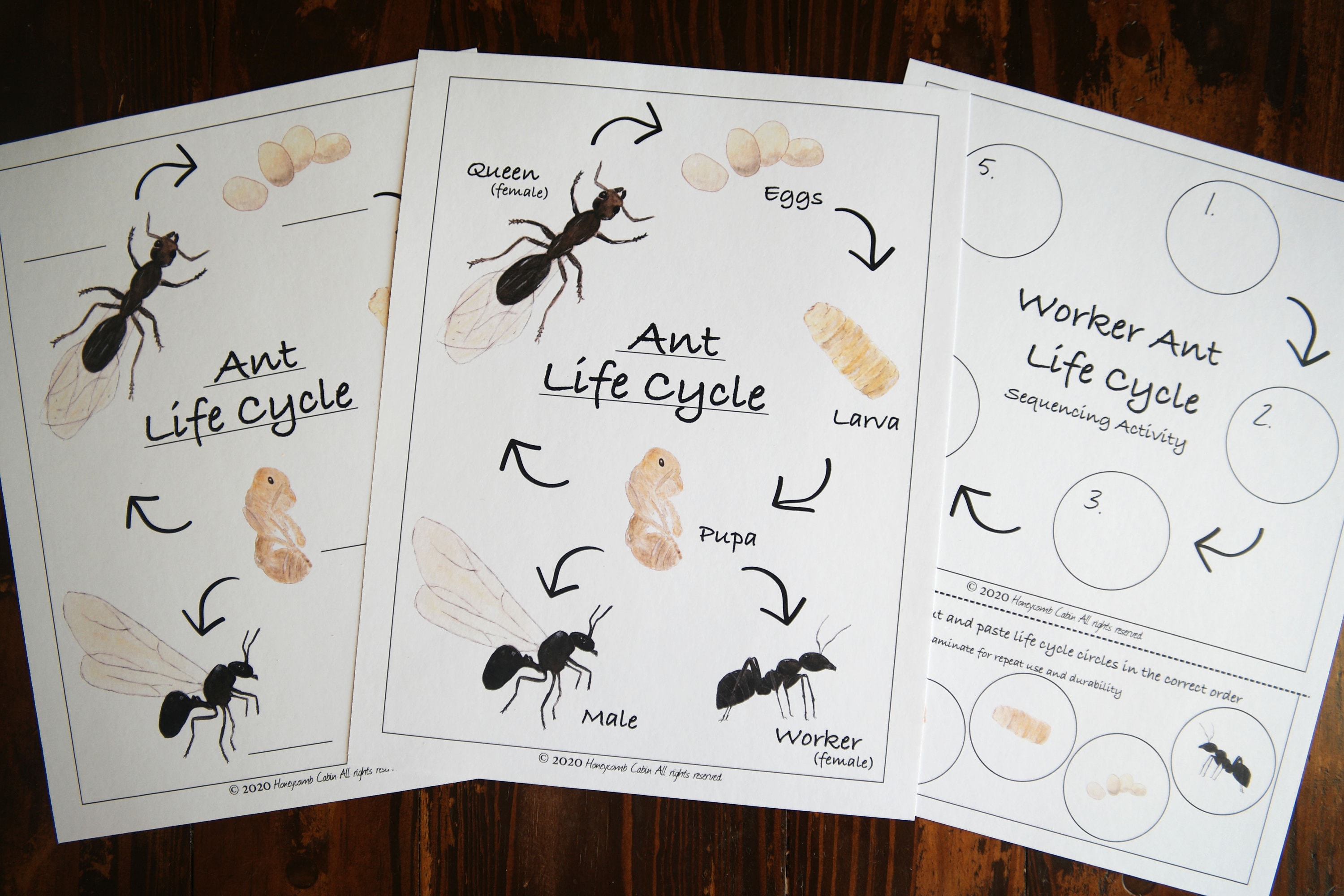 Ant Life Cycle Mini-poster and Sequencing Activity - Etsy Singapore