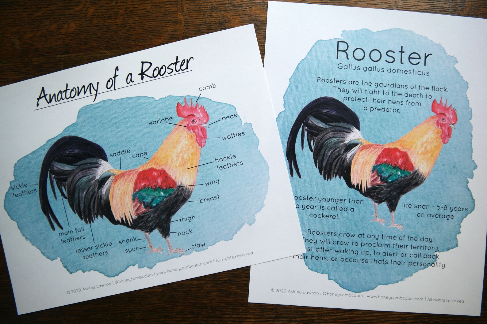 Anatomy of a Rooster and Rooster Facts Mini-poster | Etsy