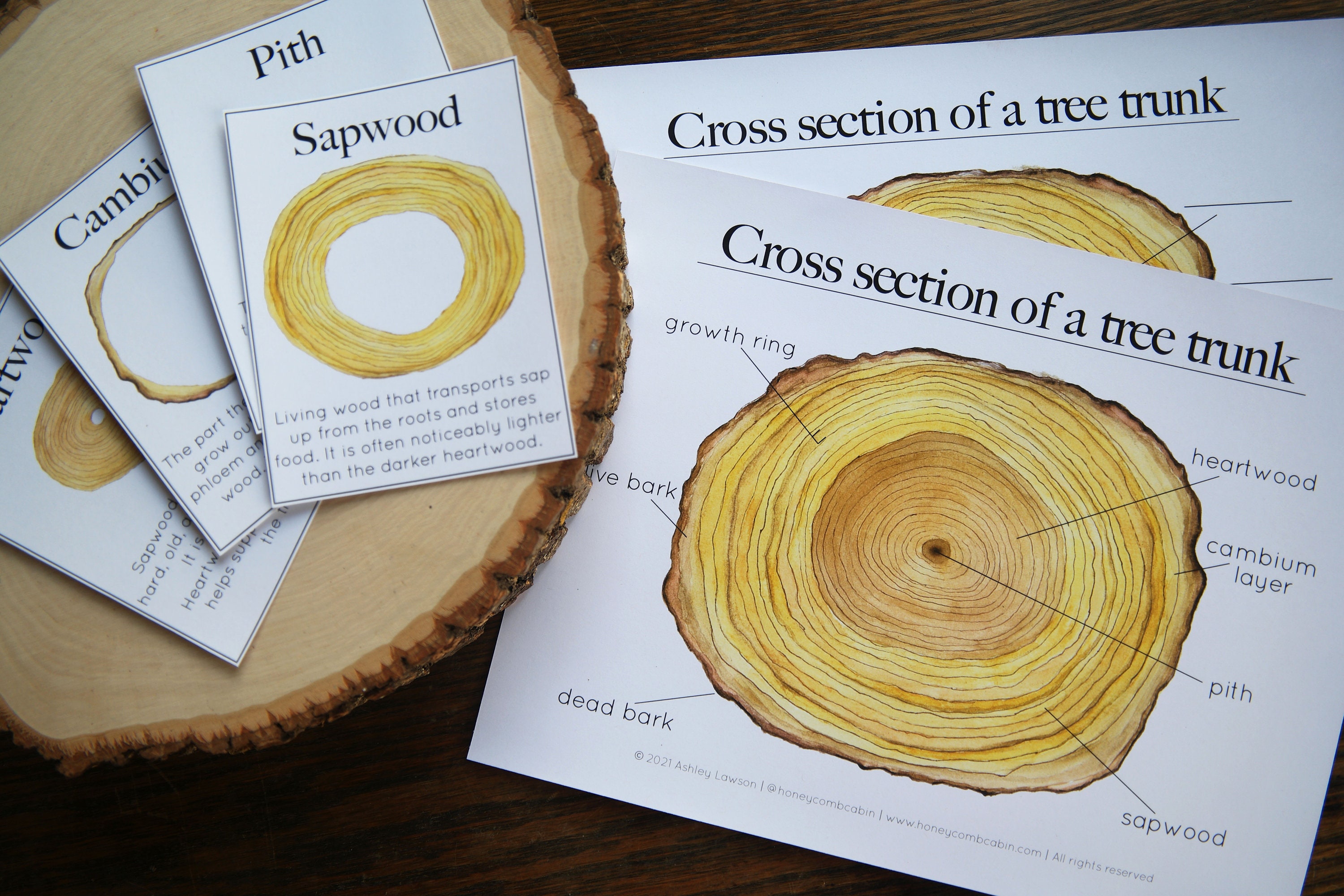 Tree Studies Bundle Hard Copy | Etsy