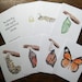 Butterfly Bundle | Charlotte Mason Nature Study Homeschool Printable ...