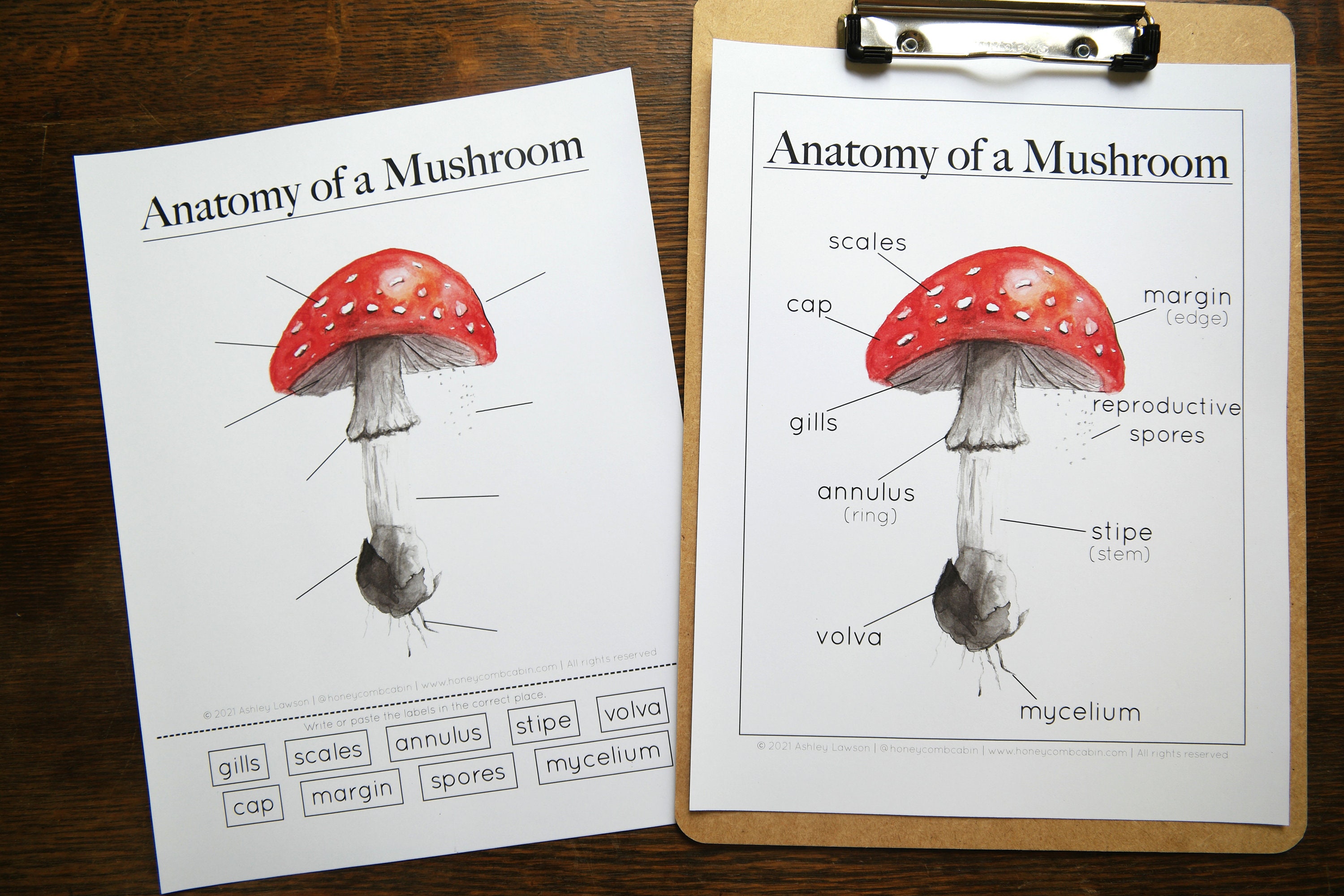 Mushroom Bundle Nature Study Charlotte Mason Homeschool | Etsy