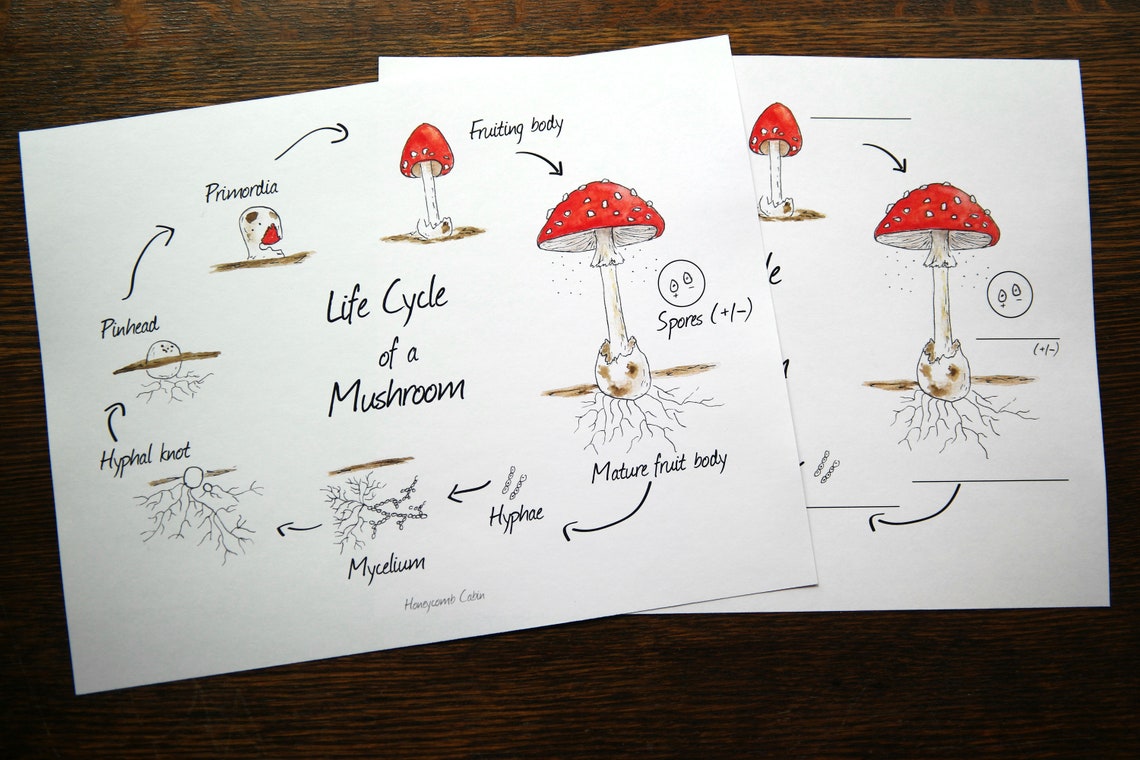 Mushroom Life Cycle Mini-poster With Leveled Age Sheets | Etsy