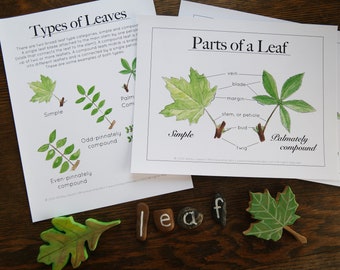 Montessori 3 Part Cards Parts of a Leaf - Etsy