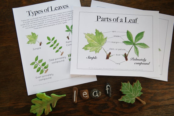 Parts Of A Leaf For Kids