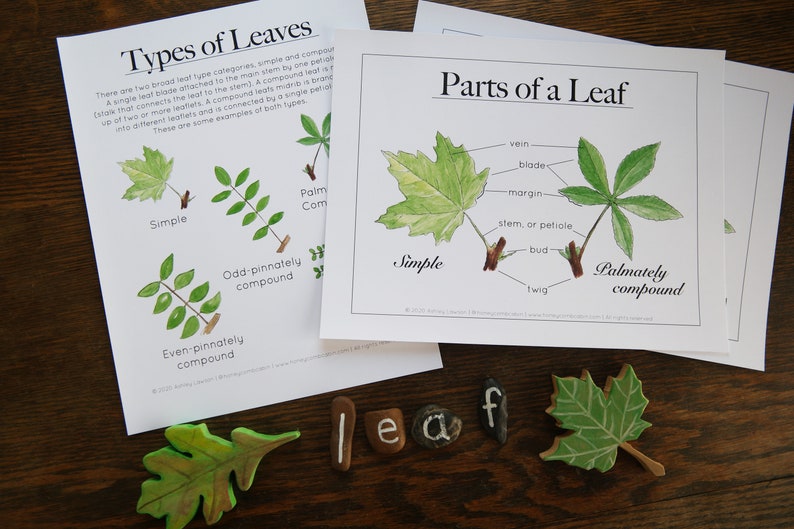 Parts of a Leaf Anatomy and Leaf Types Charlotte Mason | Etsy