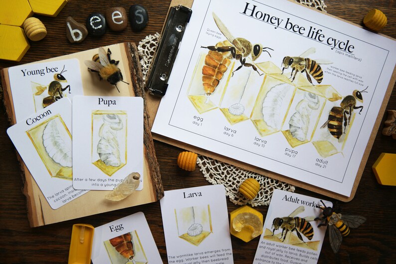 Honey Bee Bundle Nature Study Charlotte Mason Homeschool - Etsy