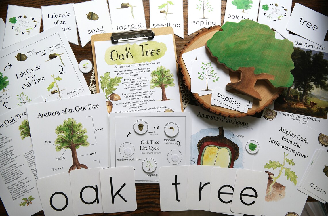 Oak Tree Life Cycle Bundle Nature Study Charlotte Mason - Etsy