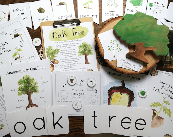 Oak Tree Life Cycle Bundle Nature Study Charlotte Mason - Etsy