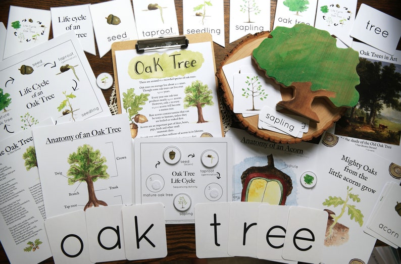 Oak Tree Life Cycle Bundle Nature Study Charlotte Mason - Etsy