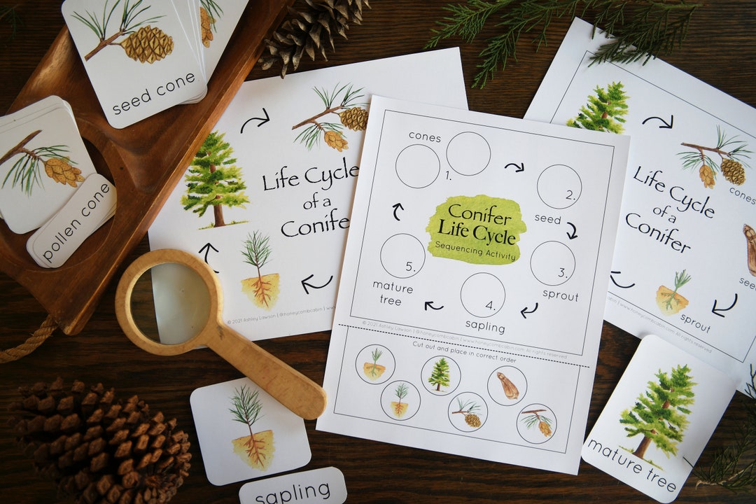 Conifer Tree Life Cycle, Sequencing Activity and 3-part Cards ...