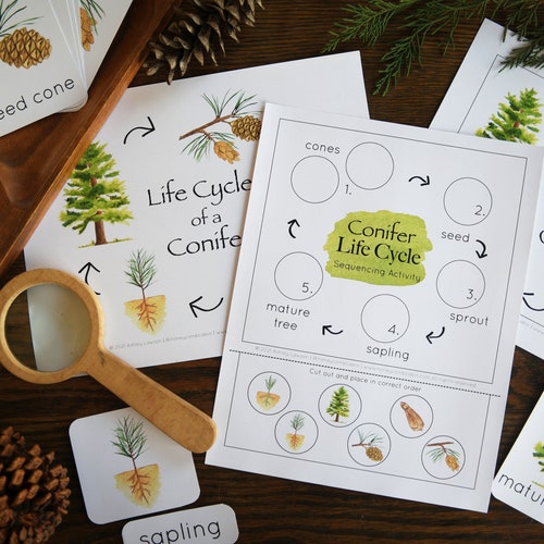 Conifer Tree Life Cycle Sequencing Activity and 3-part Cards - Etsy