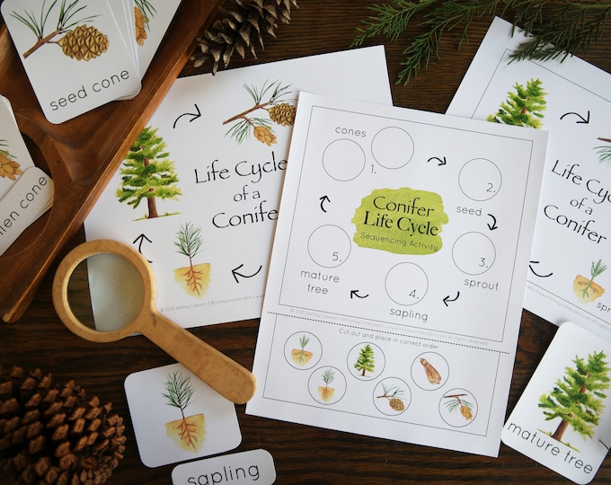 Conifer Tree Life Cycle Sequencing Activity and 3-part Cards - Etsy