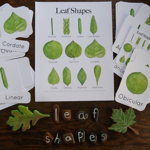 Leaf Bundle - Charlotte Mason Leaves Homeschool Nature Study ...