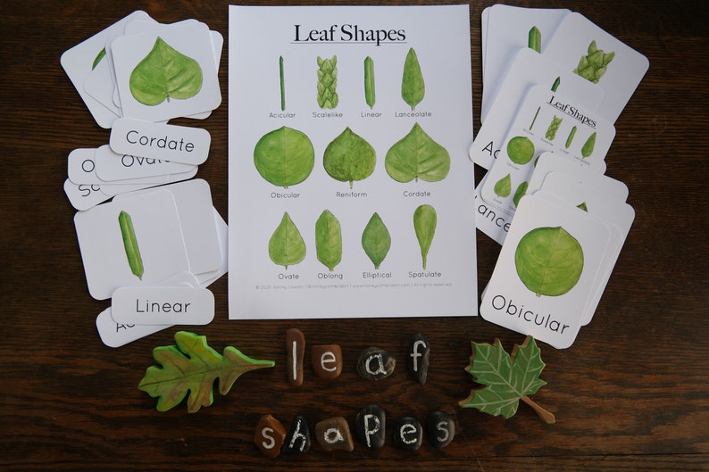 Leaf Bundle Charlotte Mason Leaves Homeschool Nature Study - Etsy