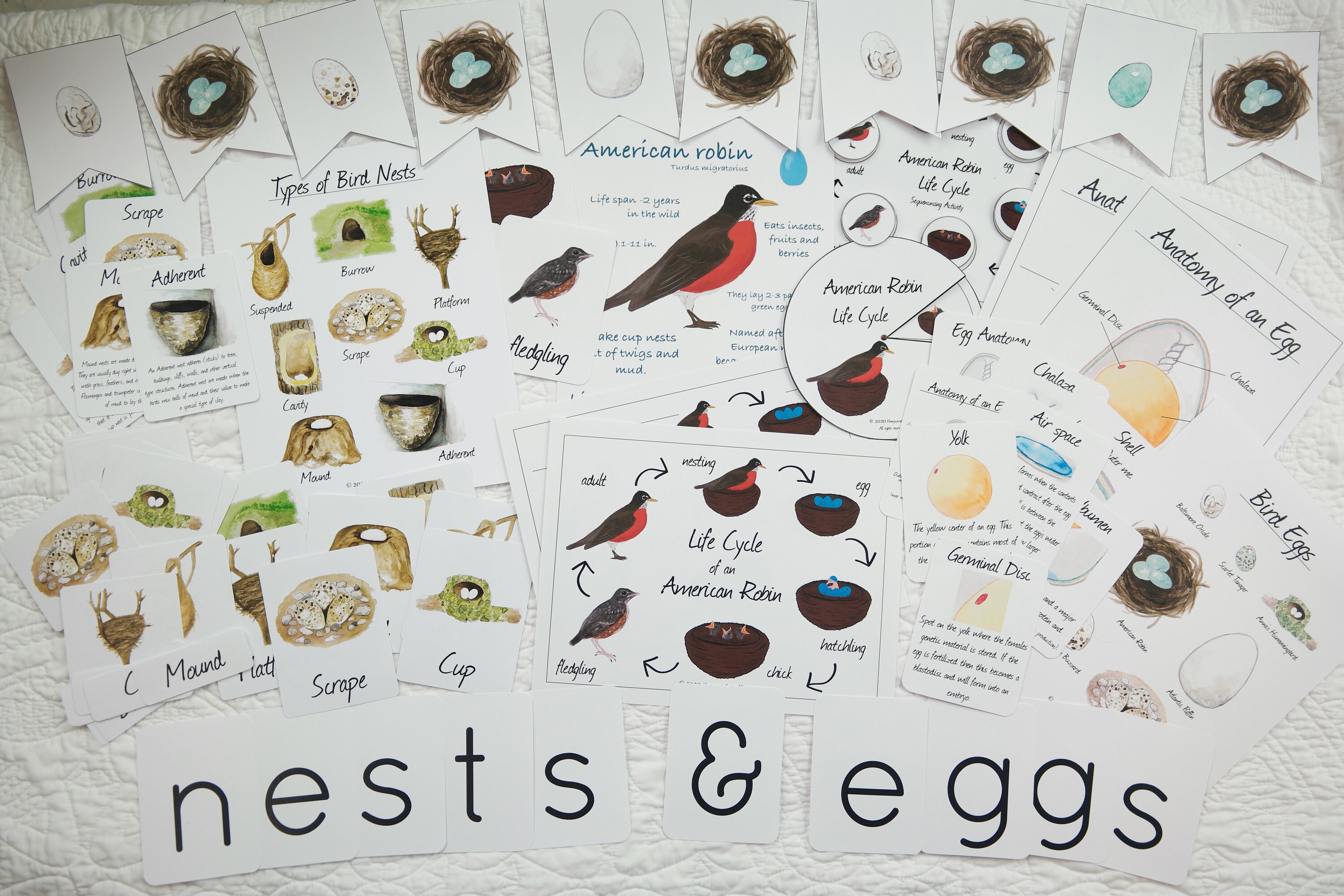 Nesting birds mega bundle Nature study Charlotte Mason | Etsy