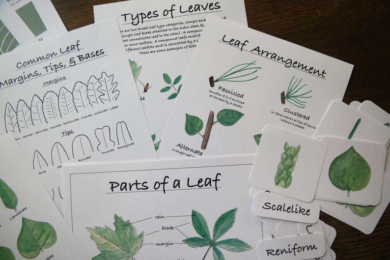 Leaf Bundle Charlotte Mason Leaves Homeschool Nature Study | Etsy