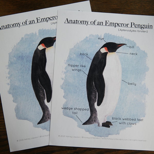Penguin Anatomy - Etsy