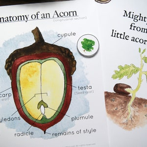 Oak Tree Life Cycle Bundle | Nature Study, Charlotte Mason, Homeschool ...