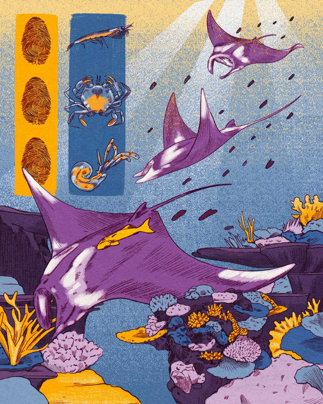 Manta Ray Print - Etsy