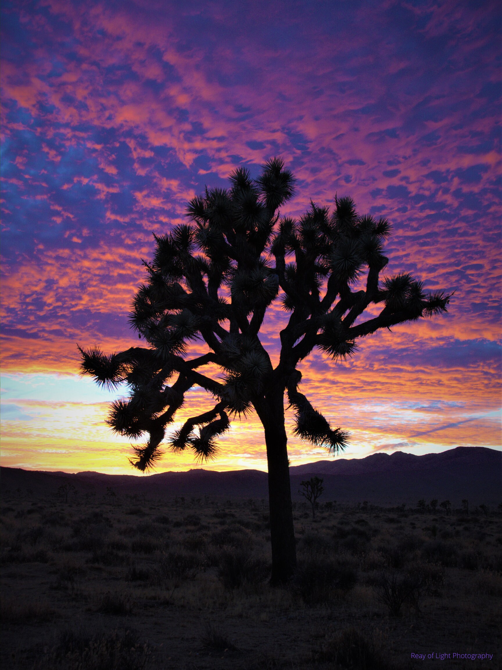 Poster of Joshua Tree Sunset Silhouette by Reay of Light Photography ...