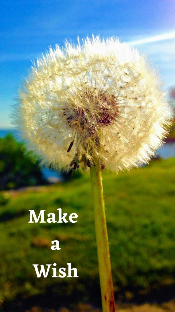 Dandelion Wish Wallpaper