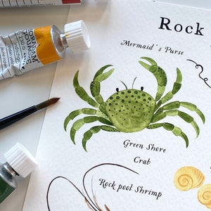 Rockpooling Fine Art Print- Hand Painted Rockpool Creatures - Etsy