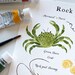 Rockpooling Fine Art Print Hand Painted Rockpool Creatures - Etsy