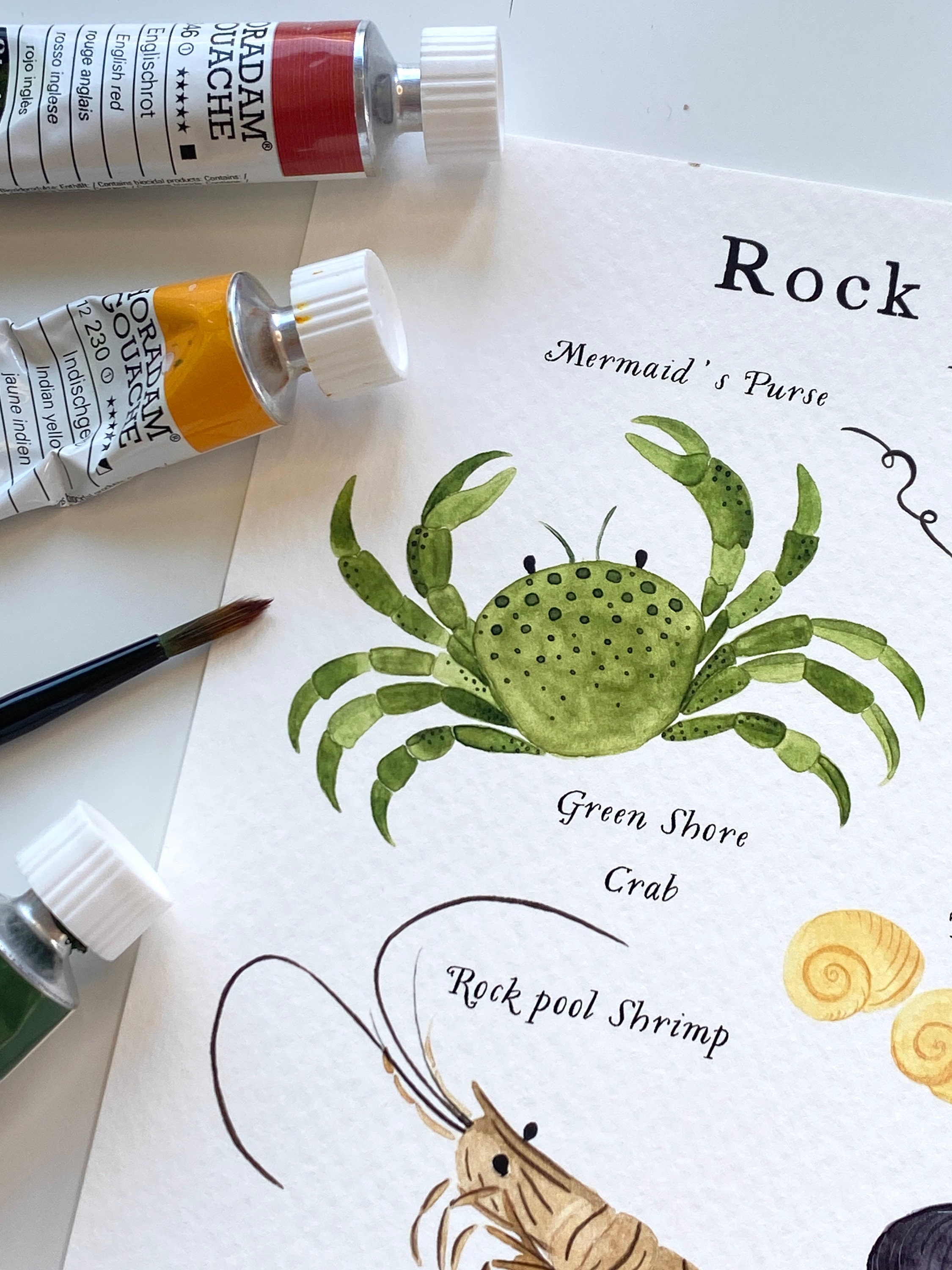 Rockpooling Fine Art Print- Hand Painted Rockpool Creatures - Etsy