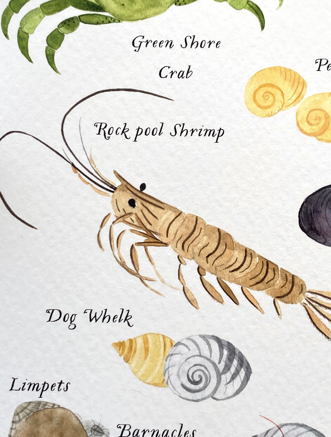 Rockpooling Fine Art Print Hand Painted Rockpool Creatures - Etsy