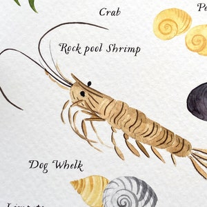 Rockpooling Fine Art Print- Hand Painted Rockpool Creatures - Etsy