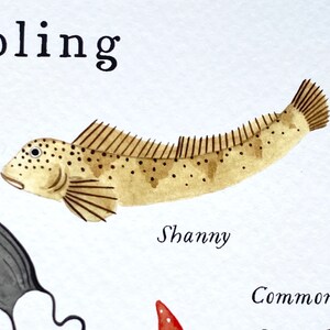 Rockpooling Fine Art Print- Hand Painted Rockpool Creatures - Etsy