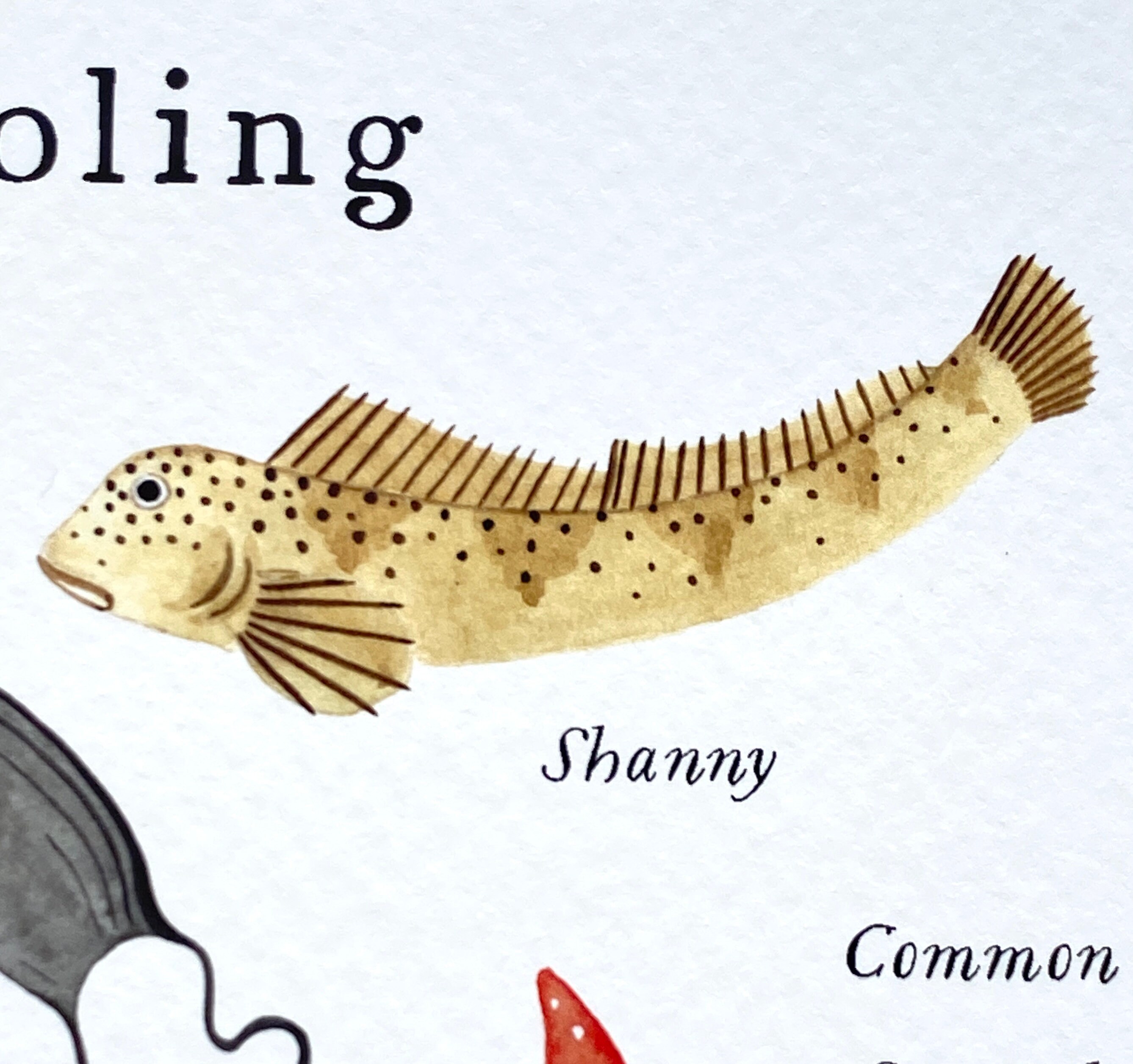 Rockpooling Fine Art Print- Hand Painted Rockpool Creatures - Etsy