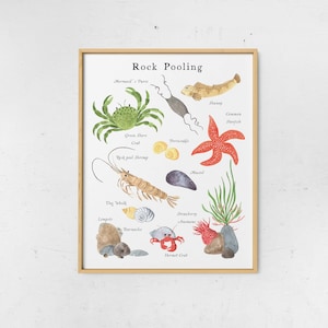 Rockpooling Fine Art Print- Hand Painted Rockpool Creatures - Etsy