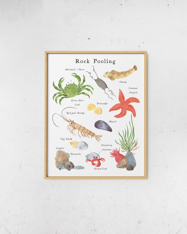 Rockpooling Fine Art Print- Hand Painted Rockpool Creatures - Etsy