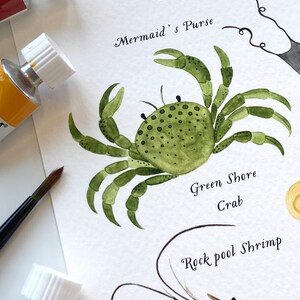 Rockpooling Fine Art Print- Hand Painted Rockpool Creatures - Etsy