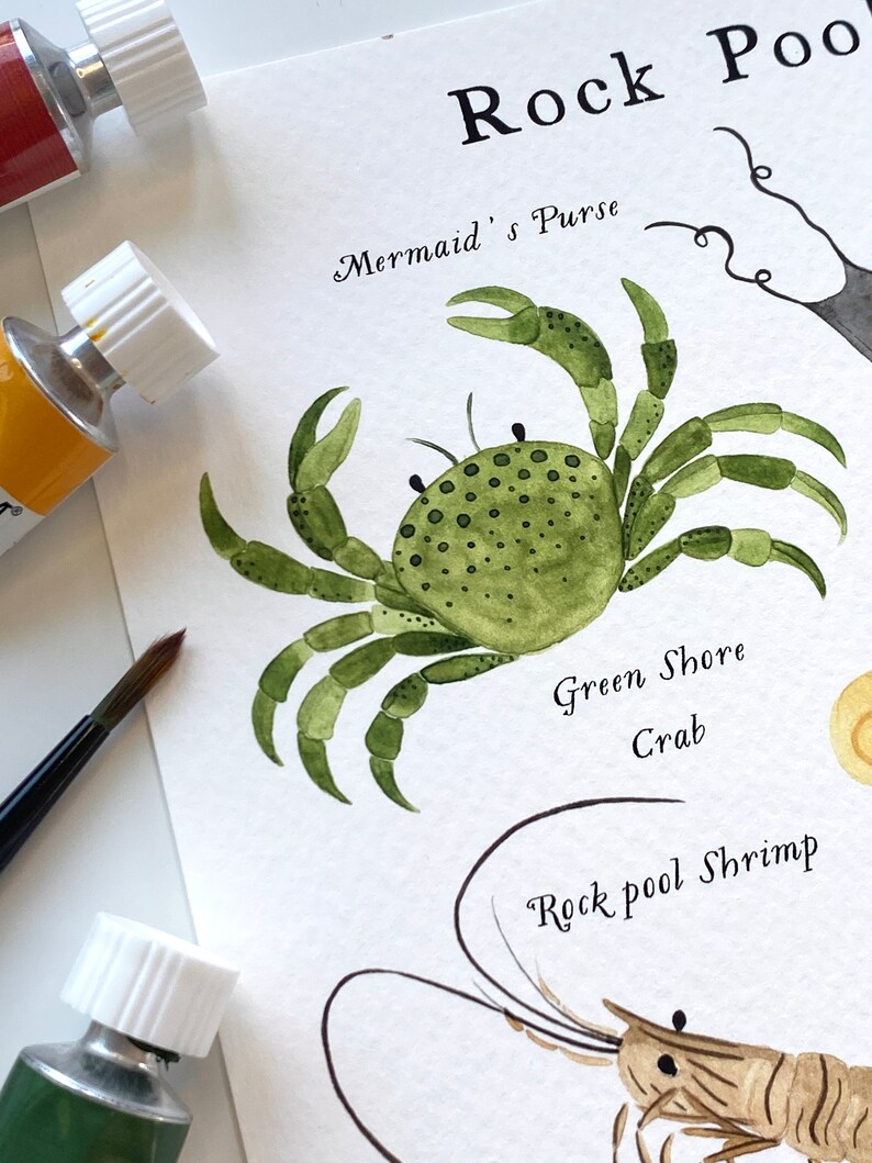 Rockpooling Fine Art Print- Hand Painted Rockpool Creatures - Etsy