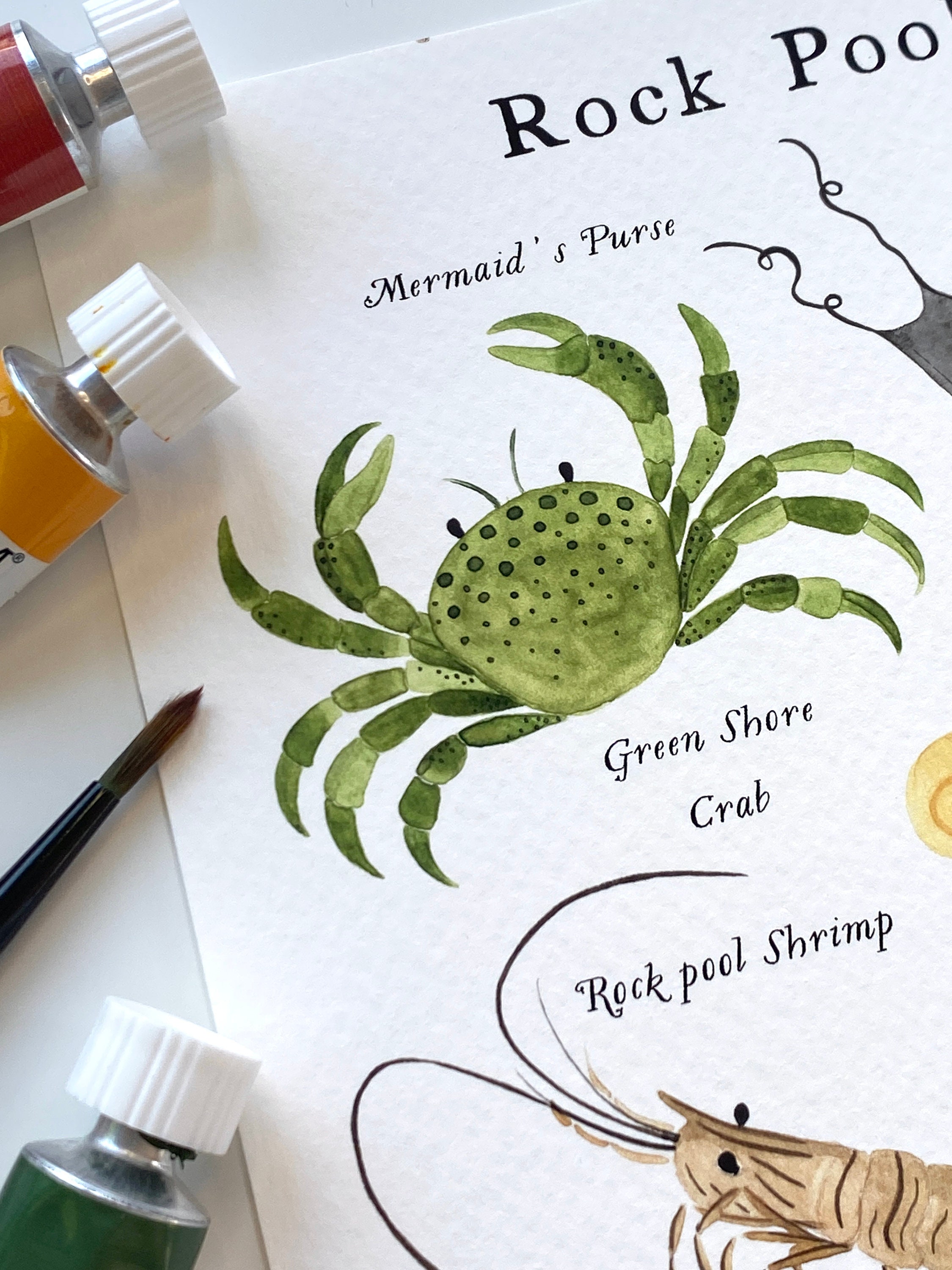 Rockpooling Fine Art Print- Hand Painted Rockpool Creatures - Etsy