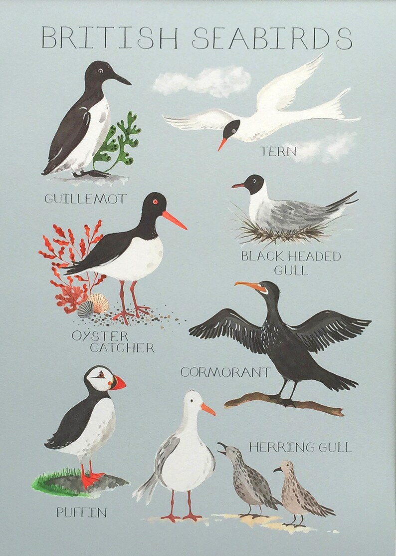British Seabirds Fine Art Print - Etsy UK