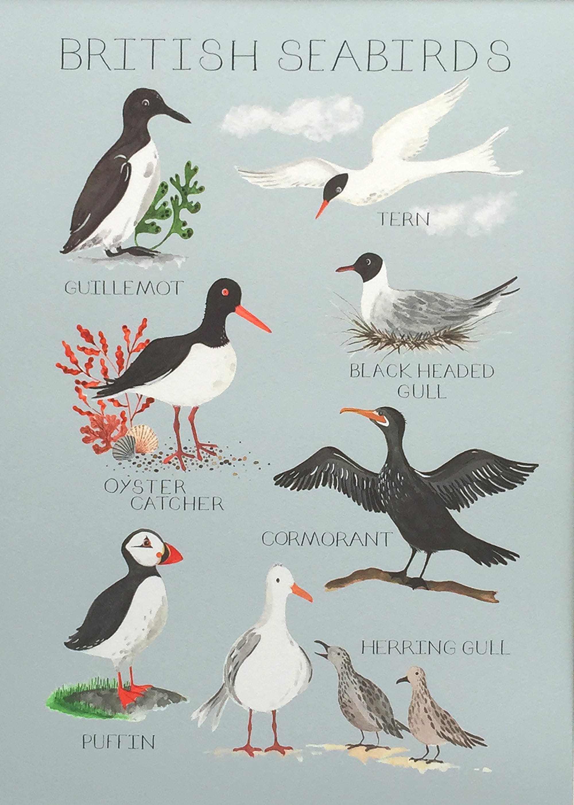British Seabirds Fine Art Print - Etsy UK