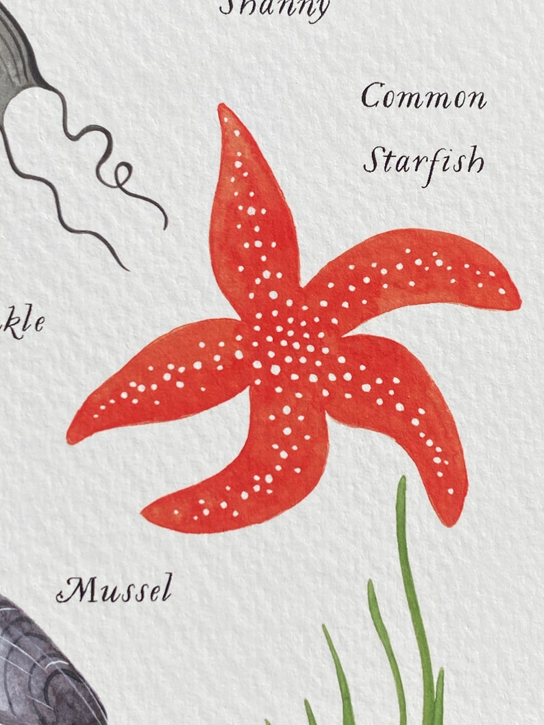 Rockpooling Fine Art Print- Hand Painted Rockpool Creatures - Etsy