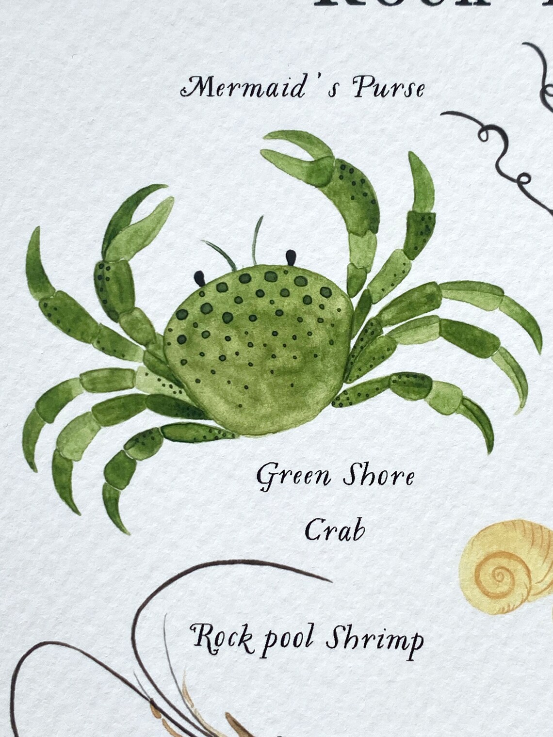 Rockpooling Fine Art Print Hand Painted Rockpool Creatures - Etsy