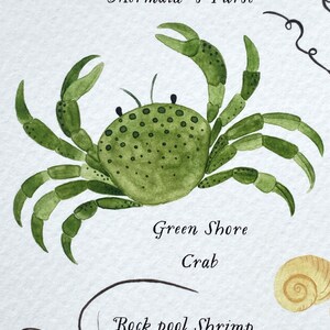 Rockpooling Fine Art Print- Hand Painted Rockpool Creatures - Etsy