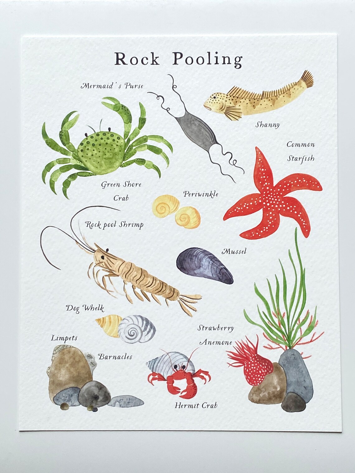 Rockpooling Fine Art Print- Hand Painted Rockpool Creatures - Etsy