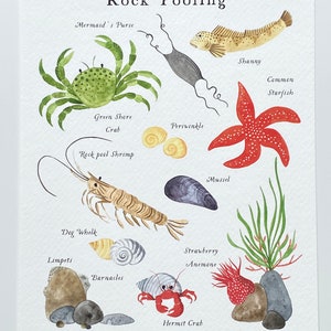 Rockpooling Fine Art Print- Hand Painted Rockpool Creatures - Etsy