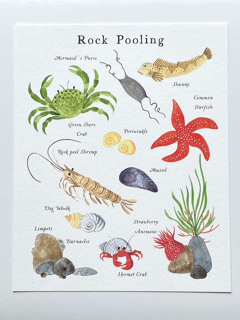 Rockpooling Fine Art Print- Hand Painted Rockpool Creatures - Etsy