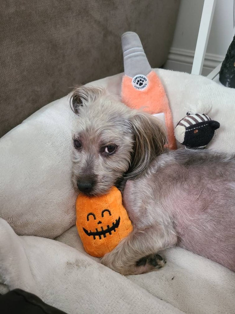 Pumpkin Plush Squeezy Dog Toy Halloween Dog Toy. - Etsy