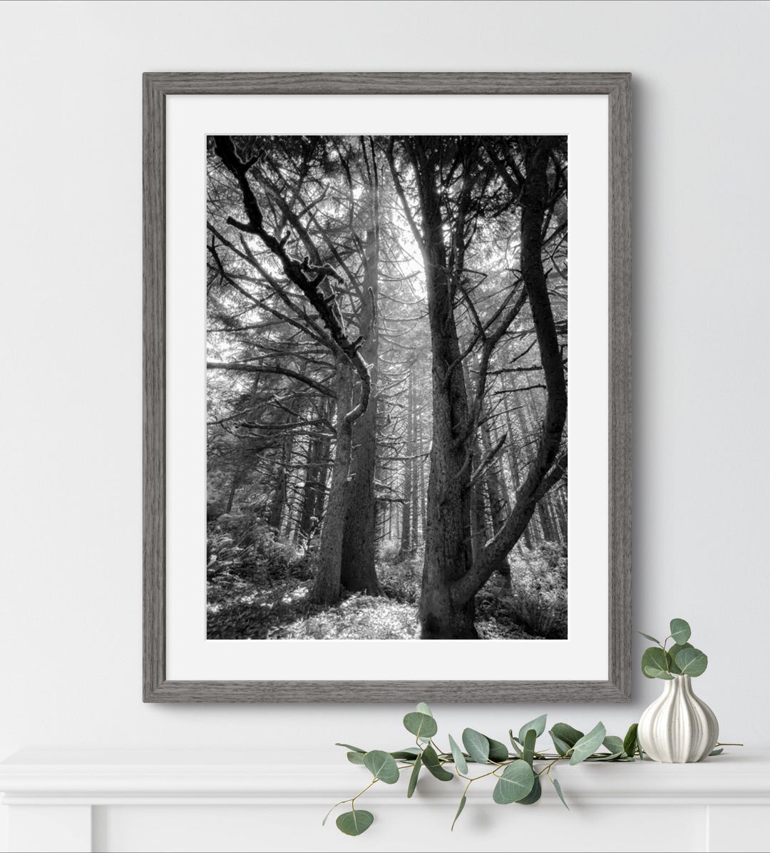 Black and White Redwoods Del Norte Coast Northern California National ...