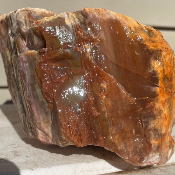 Petrified Wood Slab - Etsy
